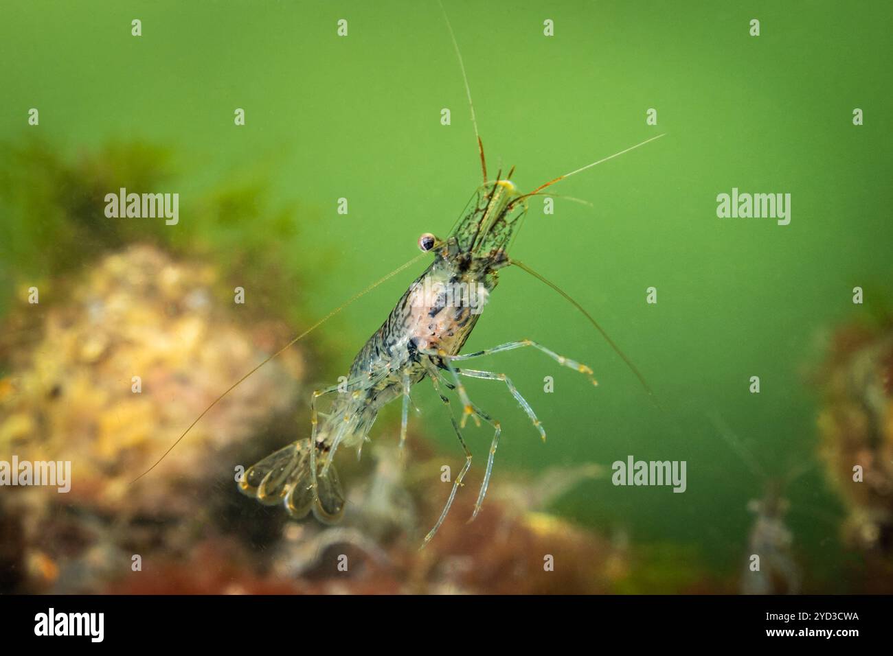Cold salt water zeeland macro shrimp swimming in Dutch Netherlands ...
