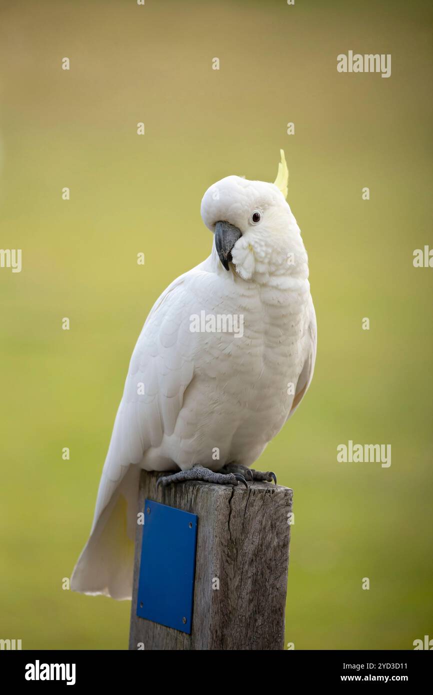 Cockatoo sitting on a timber fence post Stock Photo - Alamy