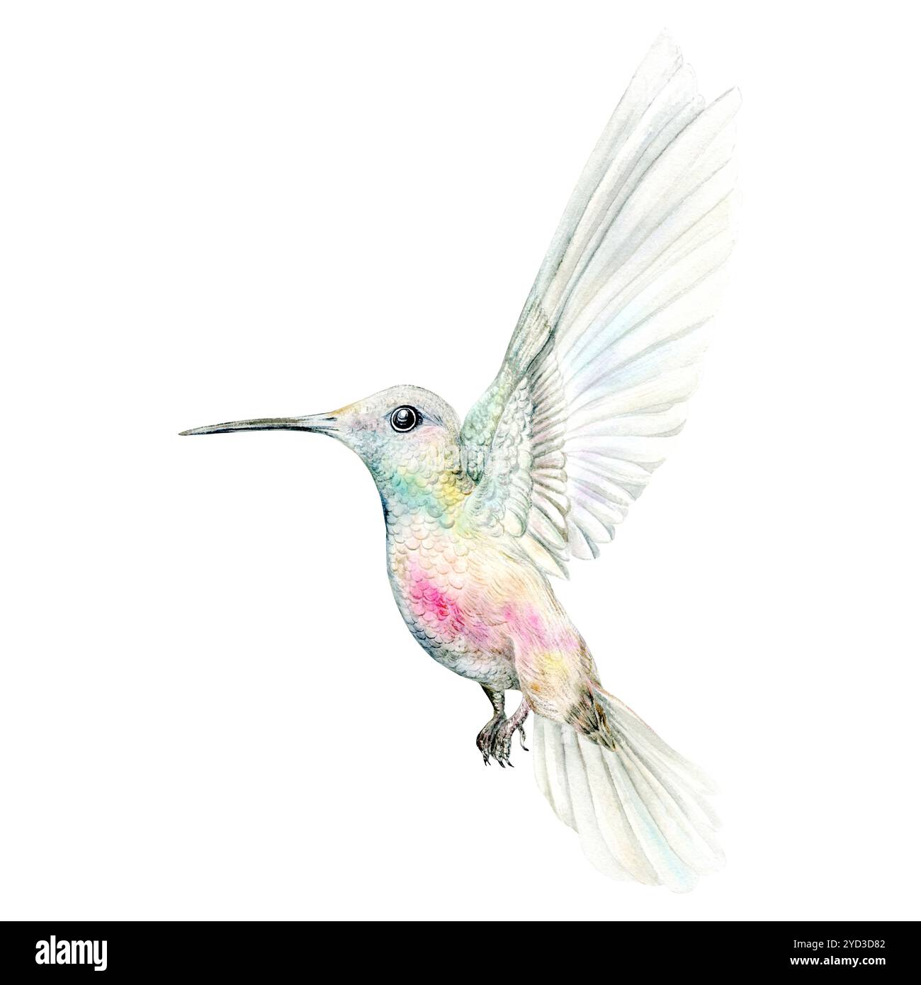 Little Hummingbird. Watercolor illustration hand drawn on a white ...