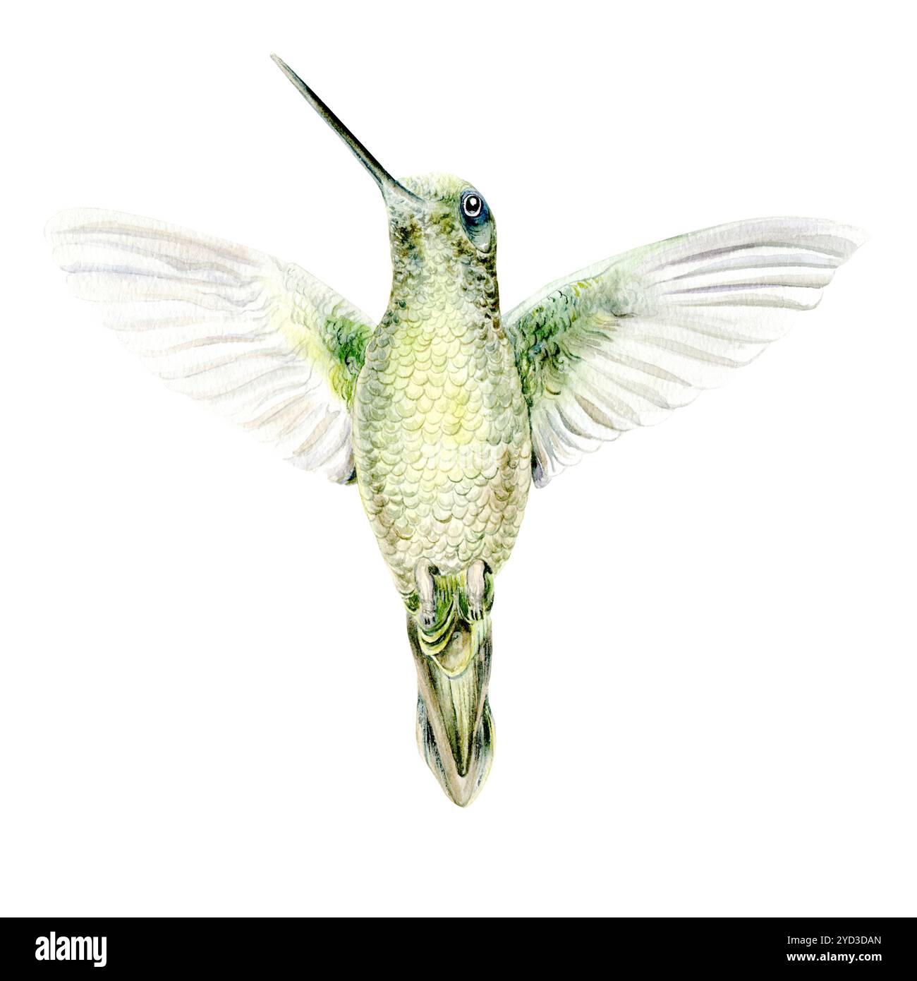 Little Hummingbird. Watercolor illustration hand drawn on a white ...