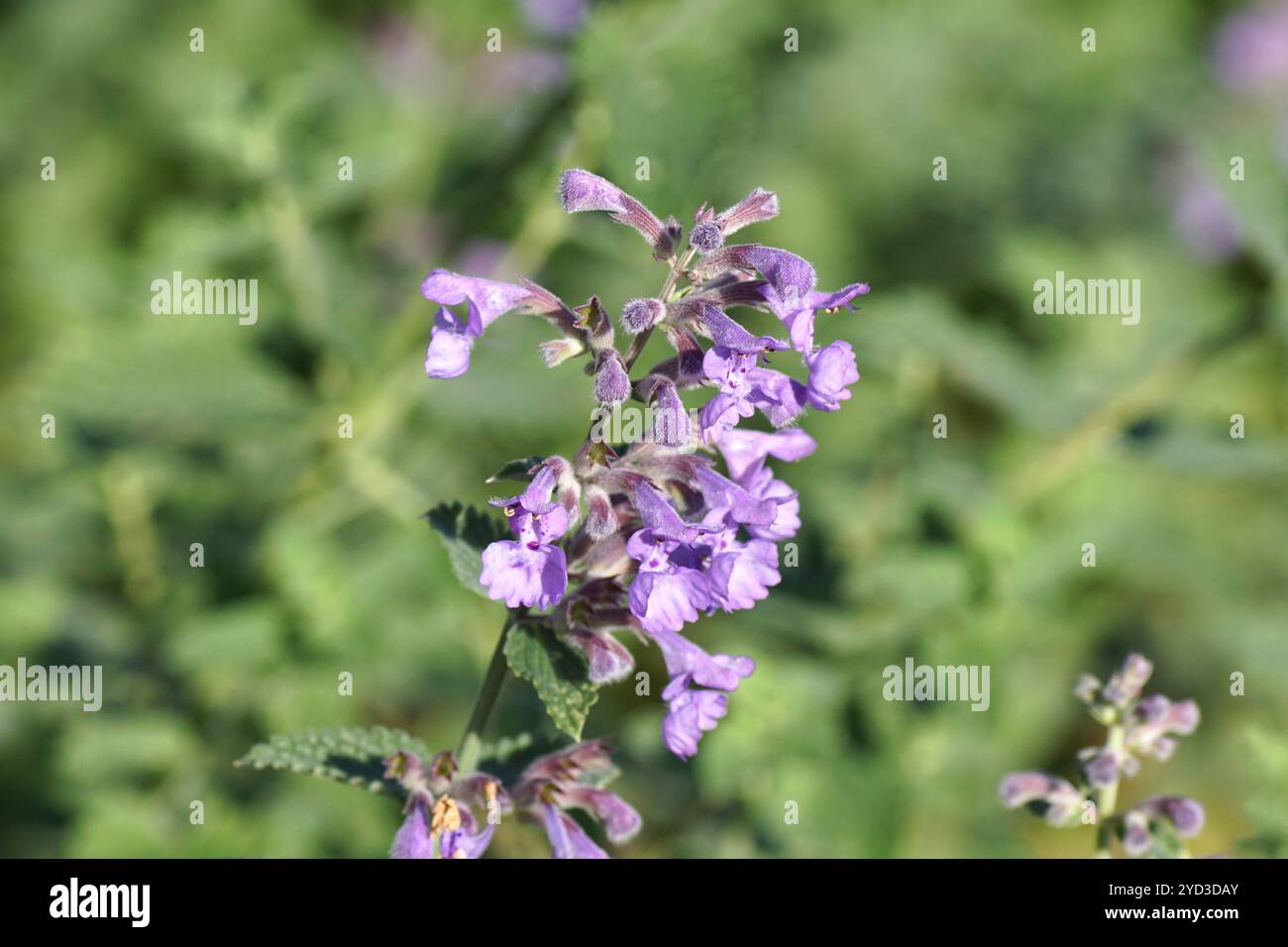 The dwarf catnip or raceme catnip hi-res stock photography and images ...