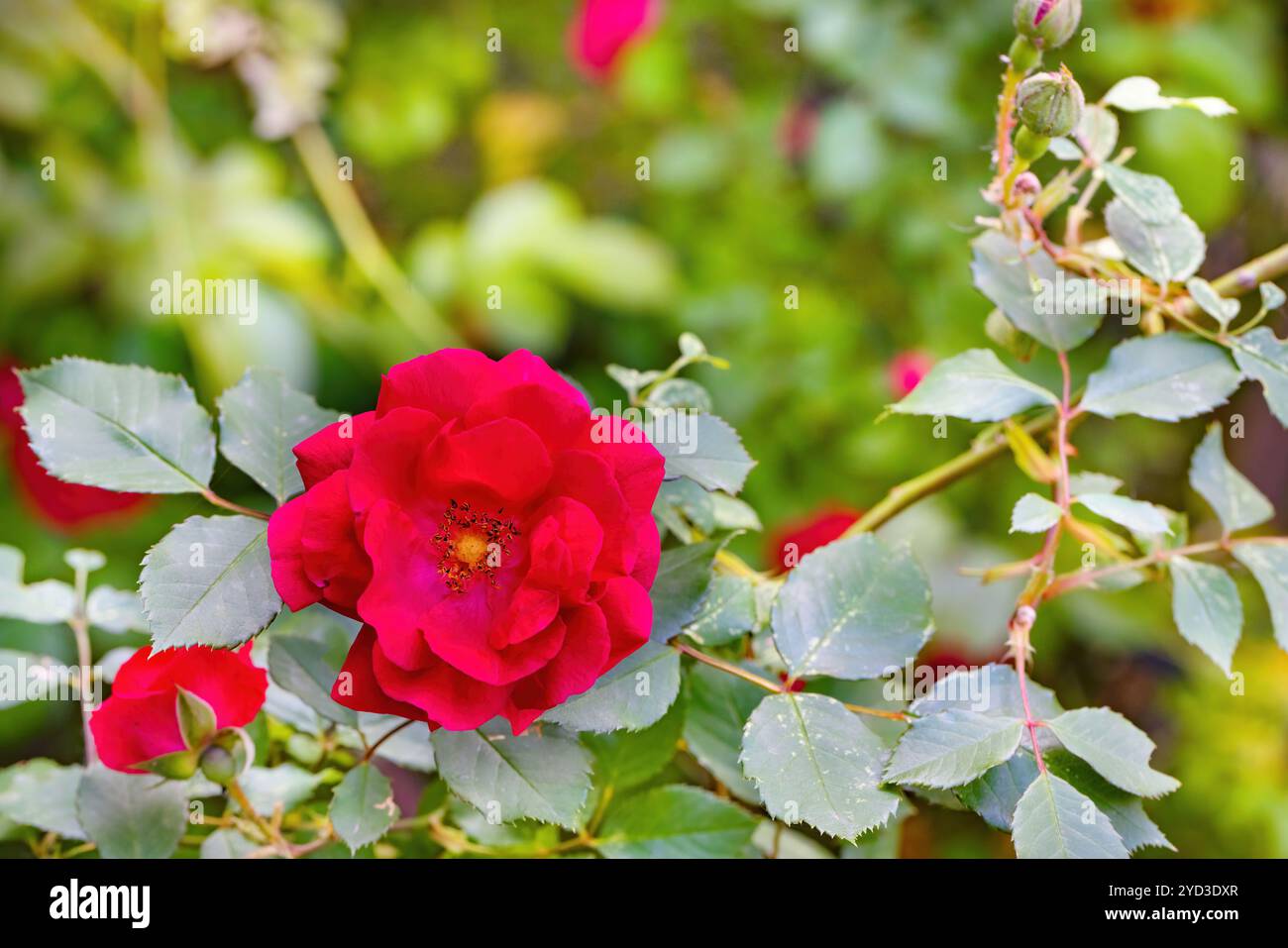 Red flower of repeat-blooming hybrid tea rose Rosa Ascot on blurred ...