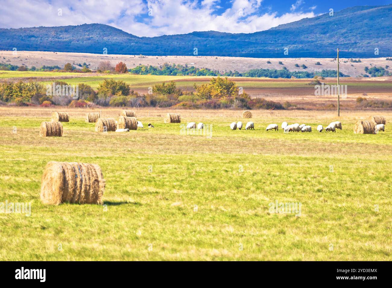 Krbava field. Scenic rural landscape and sheep farming in Lika region ...