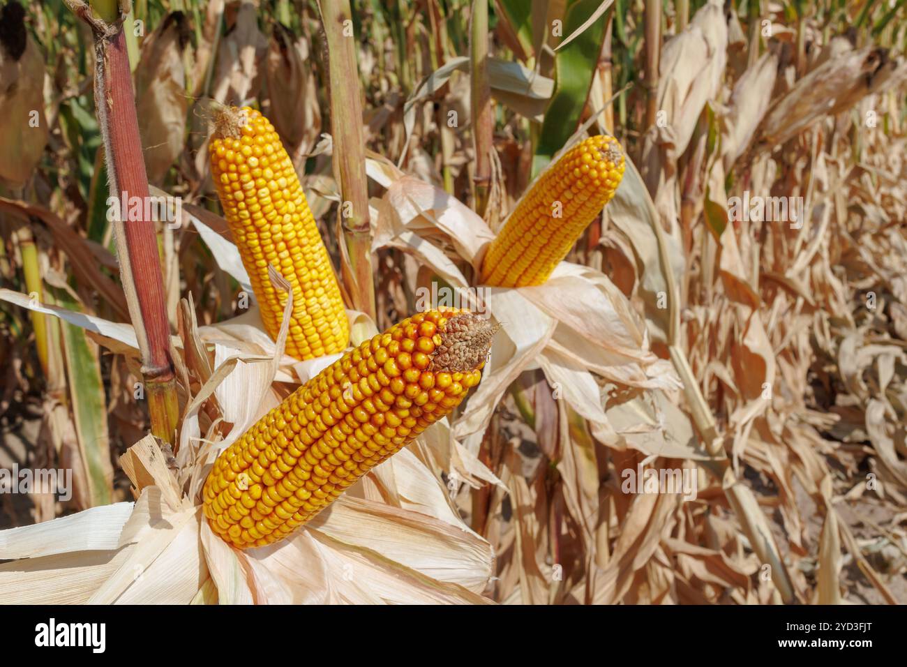 Three ripe ears of corn stand among lush green stalks in a cornfield ...