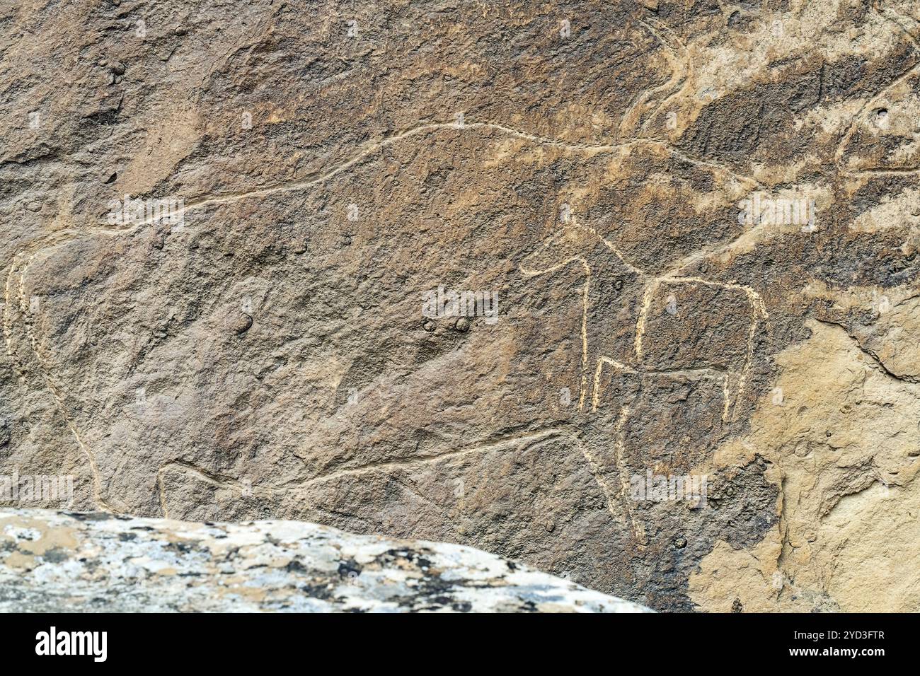 One of the most intresting images on the stone is the face to face bull ...