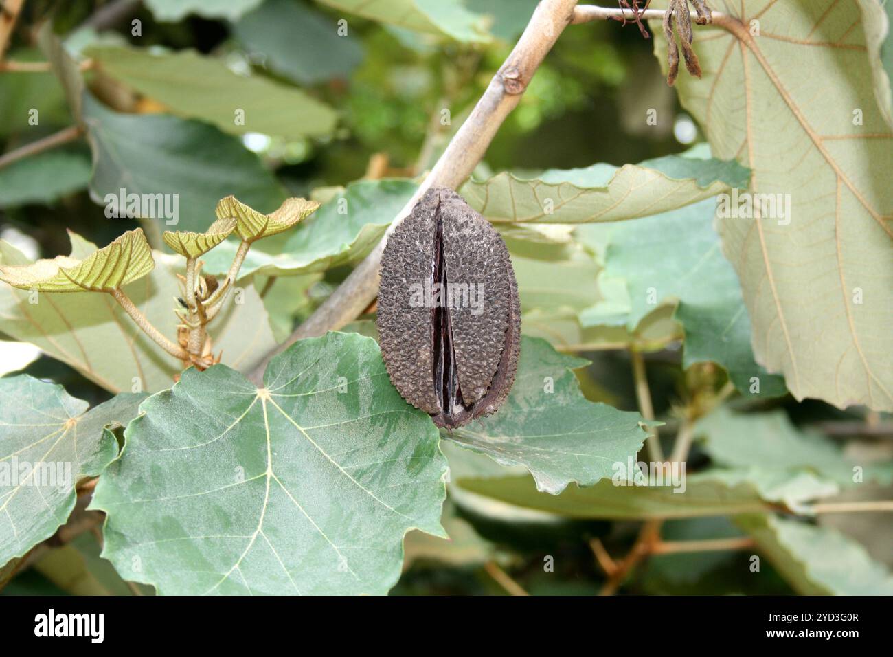 Bayur tree fruits (seed pods) (Pterospermum acerifolium) have a very ...
