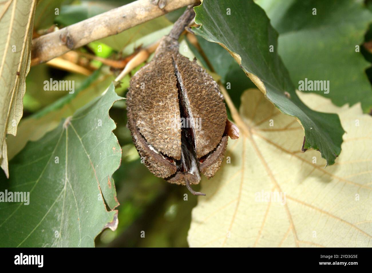Bayur tree fruits (seed pods) (Pterospermum acerifolium) have a very ...