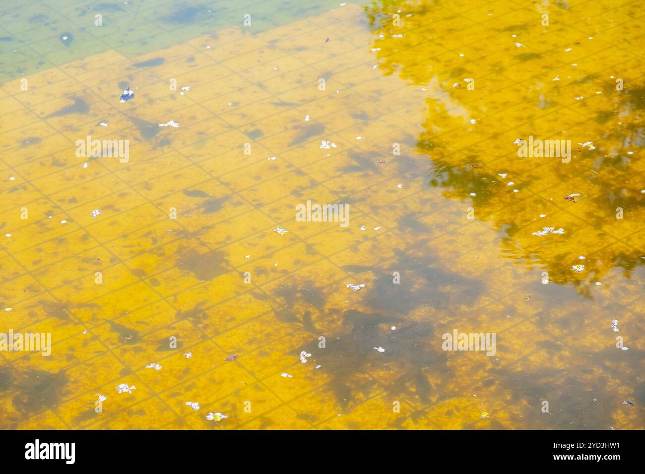 swimming pool of a hotel abandoned by the crisis with dirty water due ...