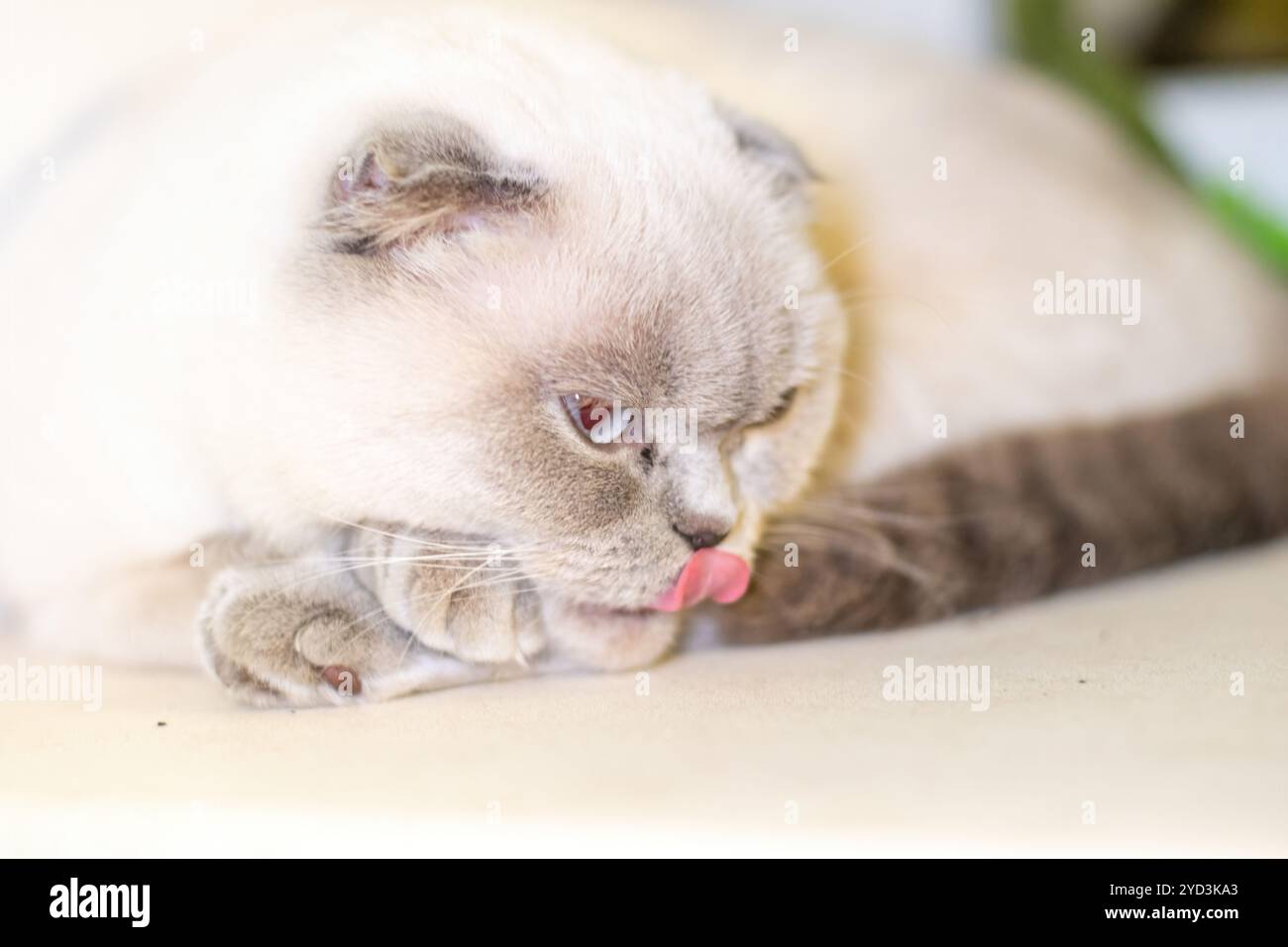 Cat Grooming Paws Close-up Indoor - A white and gray Scottish Fold cat ...