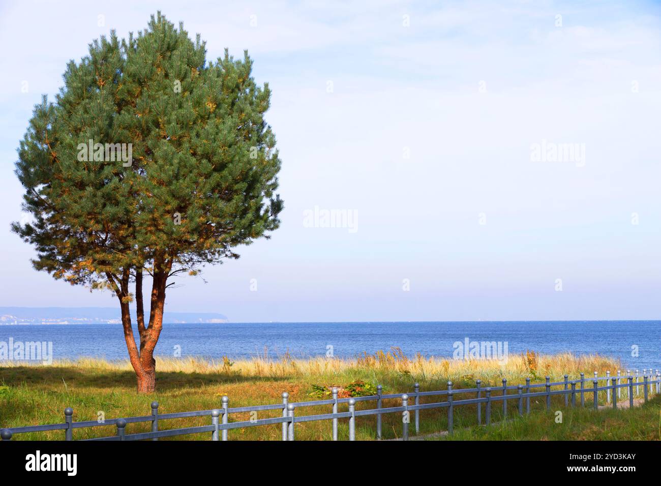 Baltic sea coast pine hi-res stock photography and images - Alamy