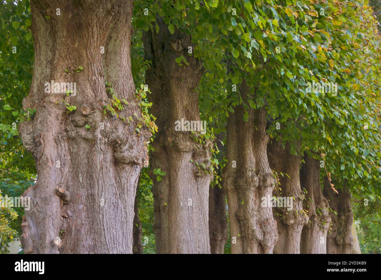 Avenue of trees Stock Photo - Alamy
