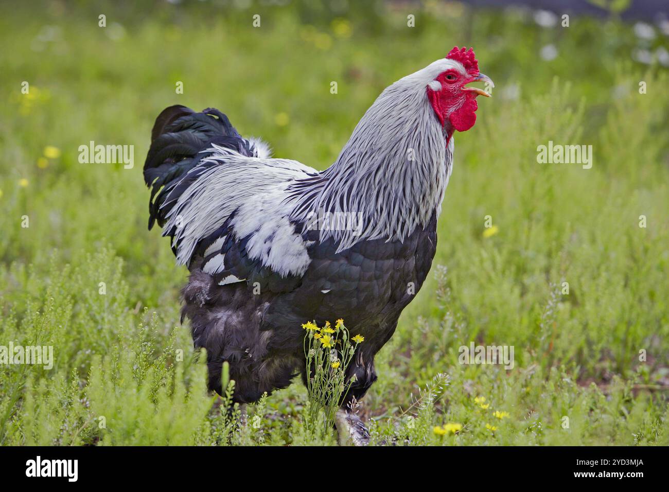 Beautiful Brahma Rooster standing in barn yard, in green grass calling ...