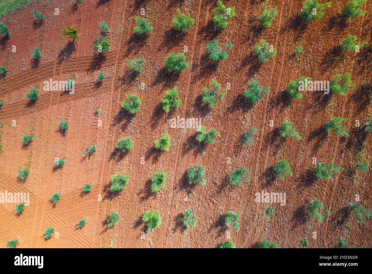 Olive trees plantage groove on red soil aerial view, production of ...
