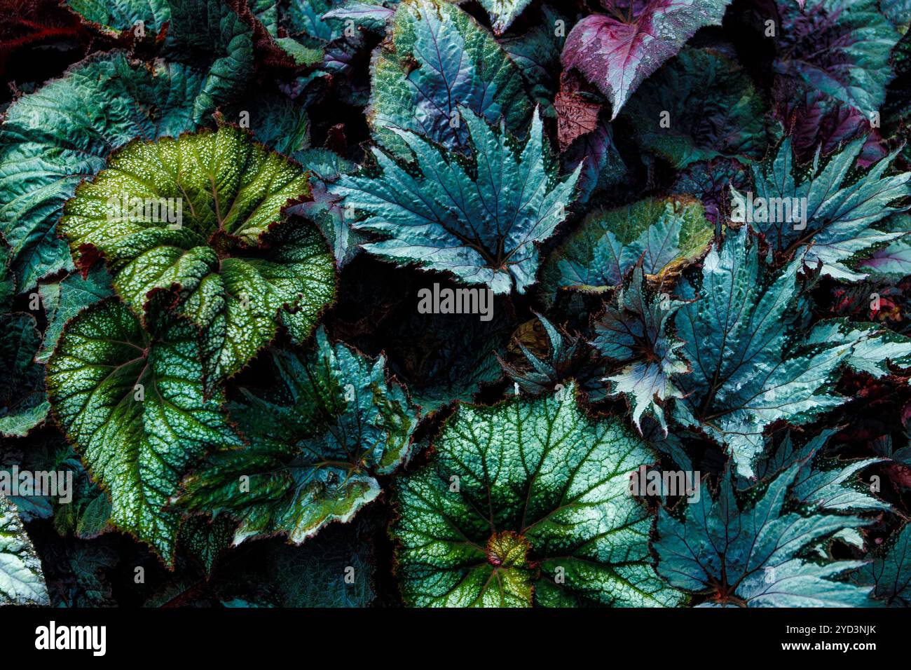 Colorful plant leaf, Silver begonias in a winter garden. Mystery deep ...