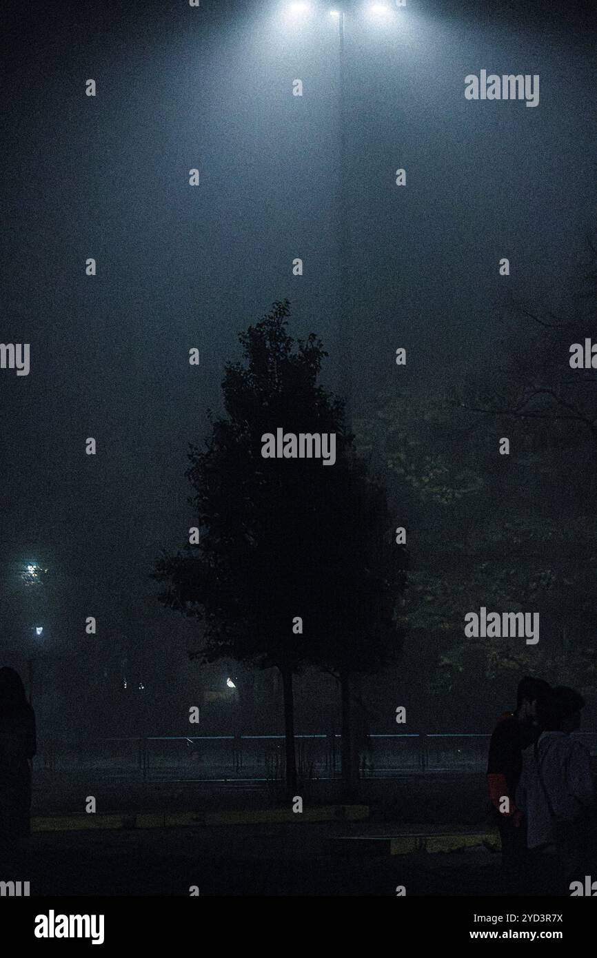 Tree in the fog under a light Stock Photo - Alamy