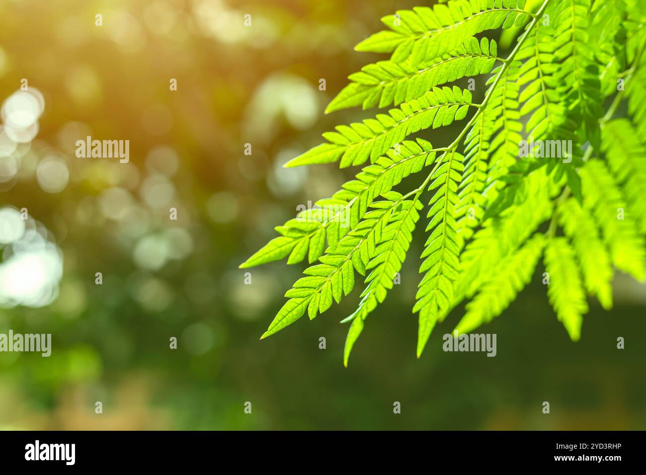 Green plant leaf chlorophyll photosynthesis. Tree fresh lush nature ...