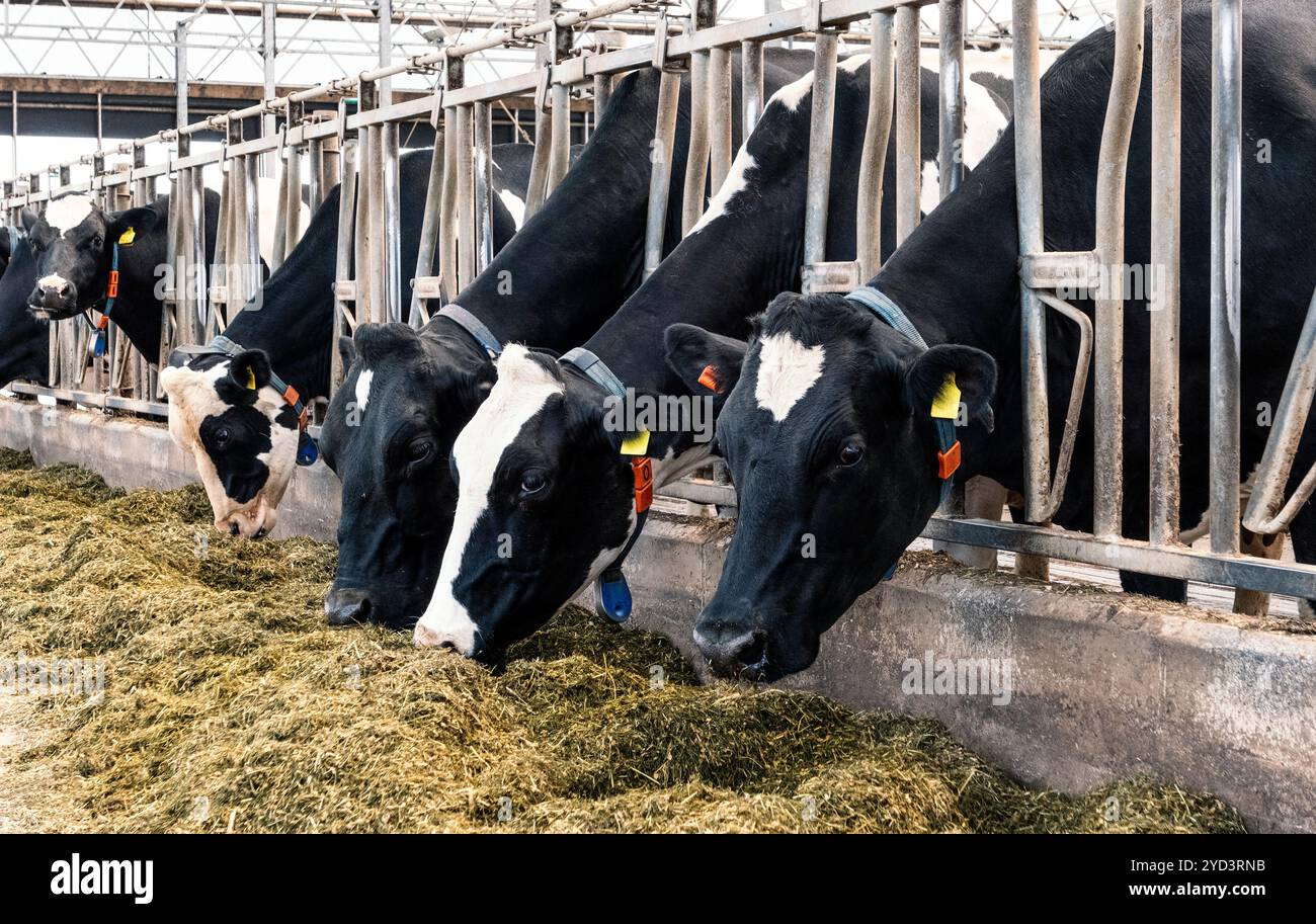 Holstein Friesian cows fed at a dairy farm Stock Photo - Alamy