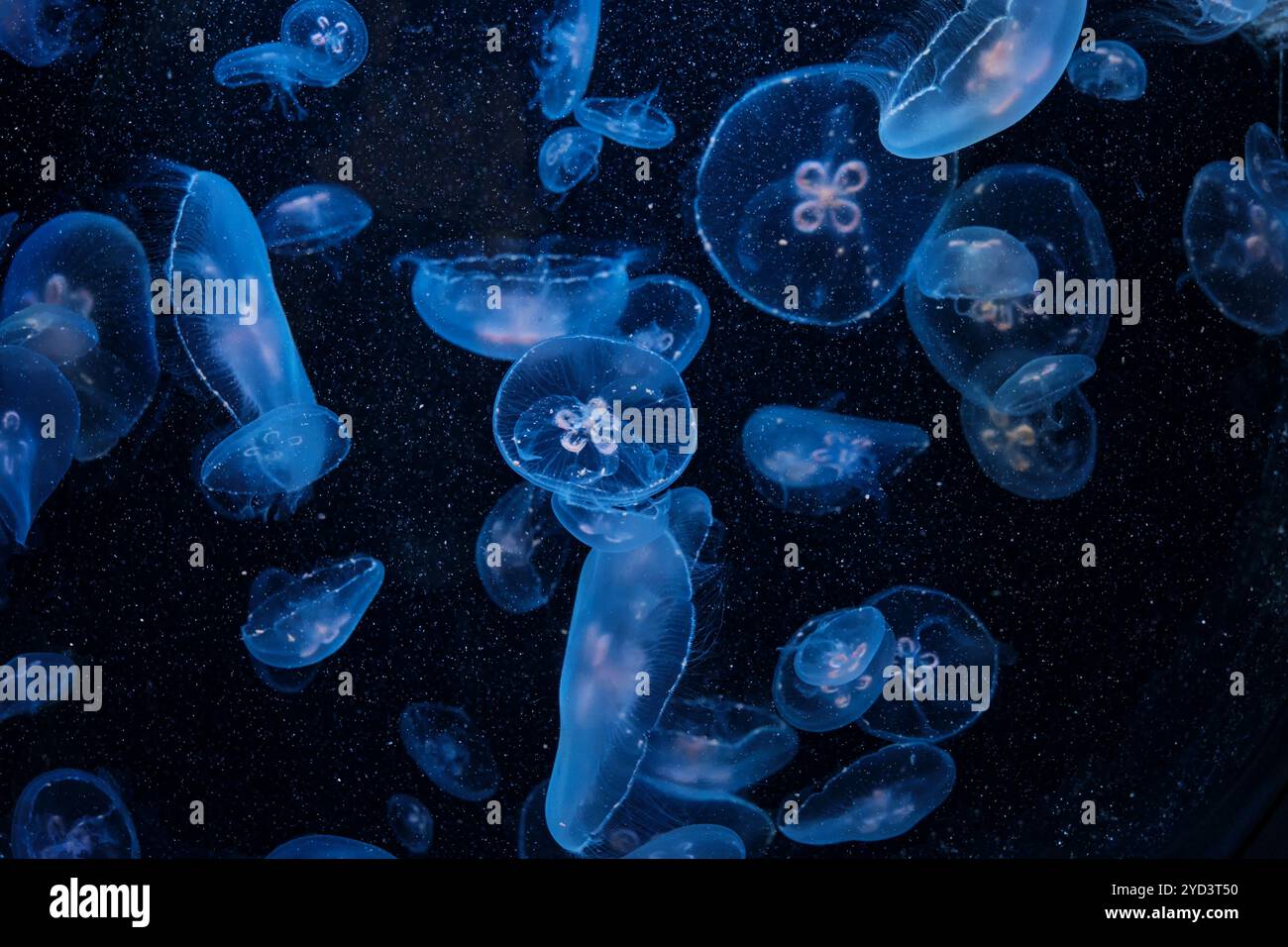Graceful bell shape hi-res stock photography and images - Alamy