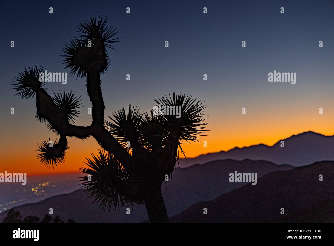 Silhouette of a Joshua Tree in front of a mountains range and evening ...