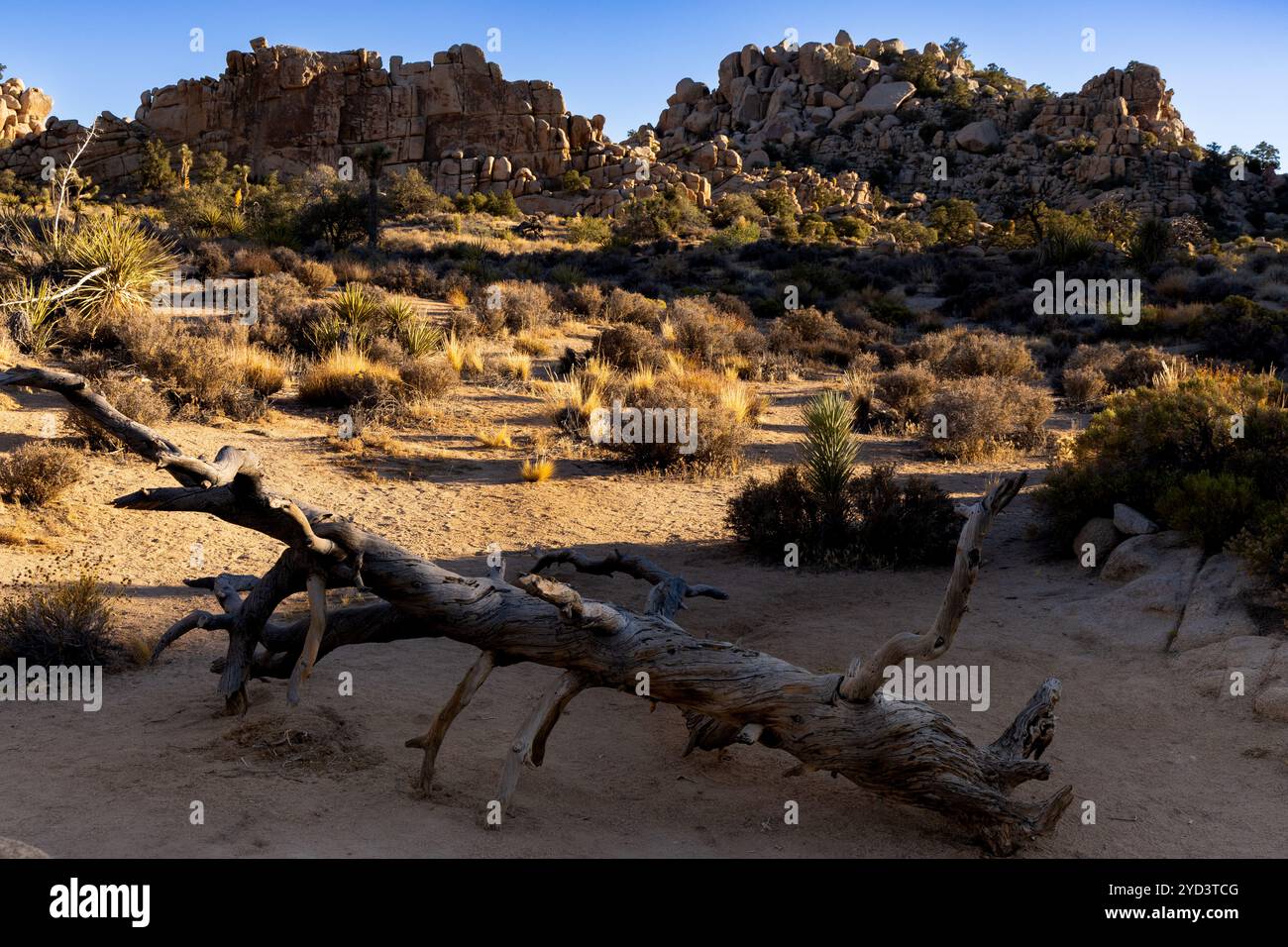 Landscape death tree bushes hi-res stock photography and images - Alamy
