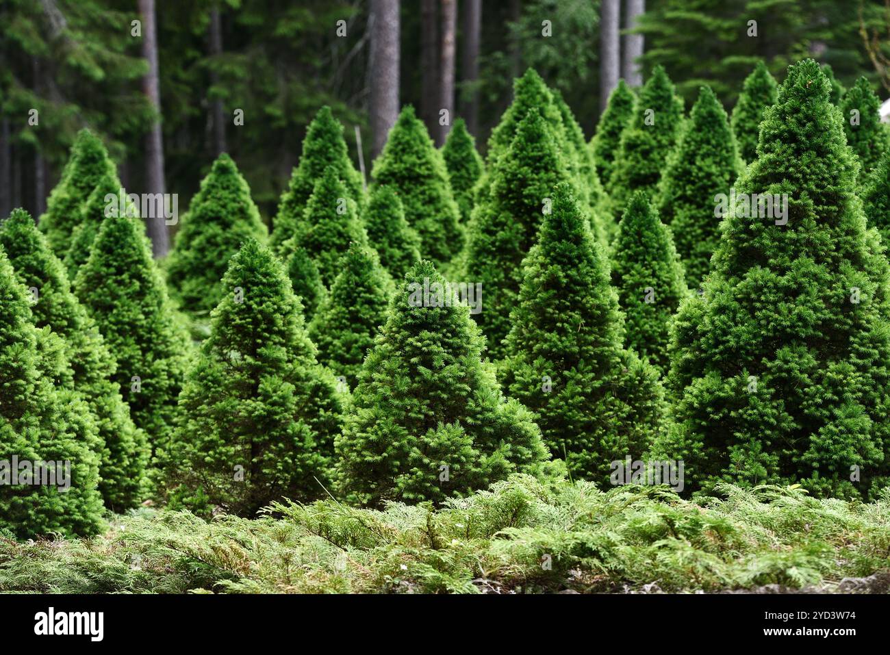 Conical tree hi-res stock photography and images - Alamy