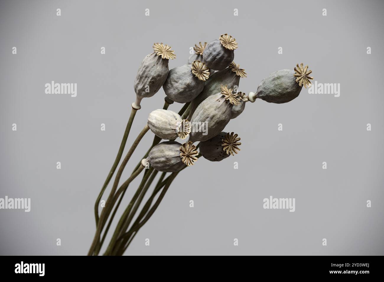 Dried poppy seed heads Stock Photo - Alamy