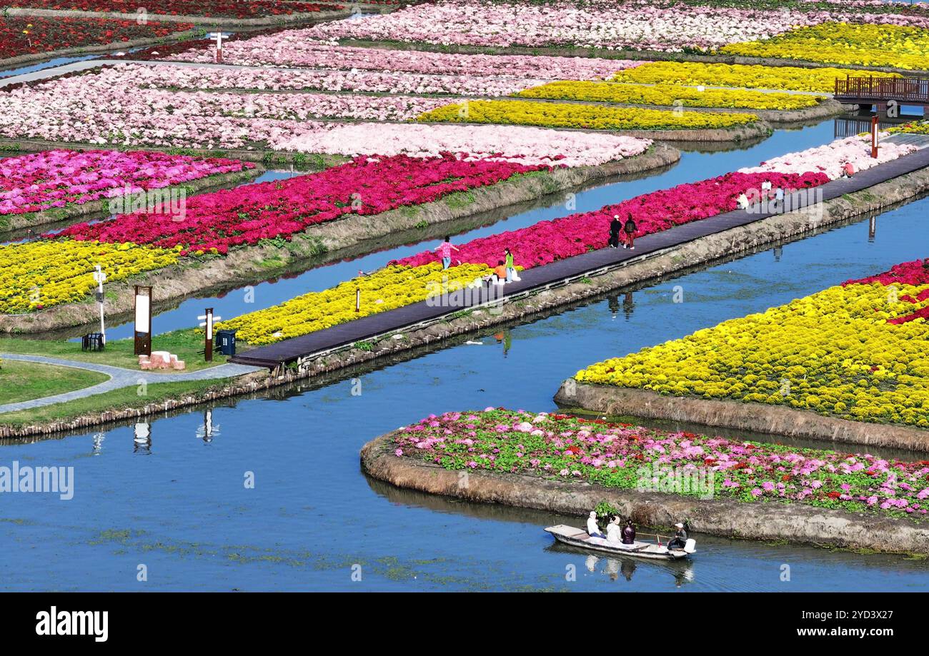 Aerial photo shows the blooming chrysanthemum flowers at Qianduo scenic ...
