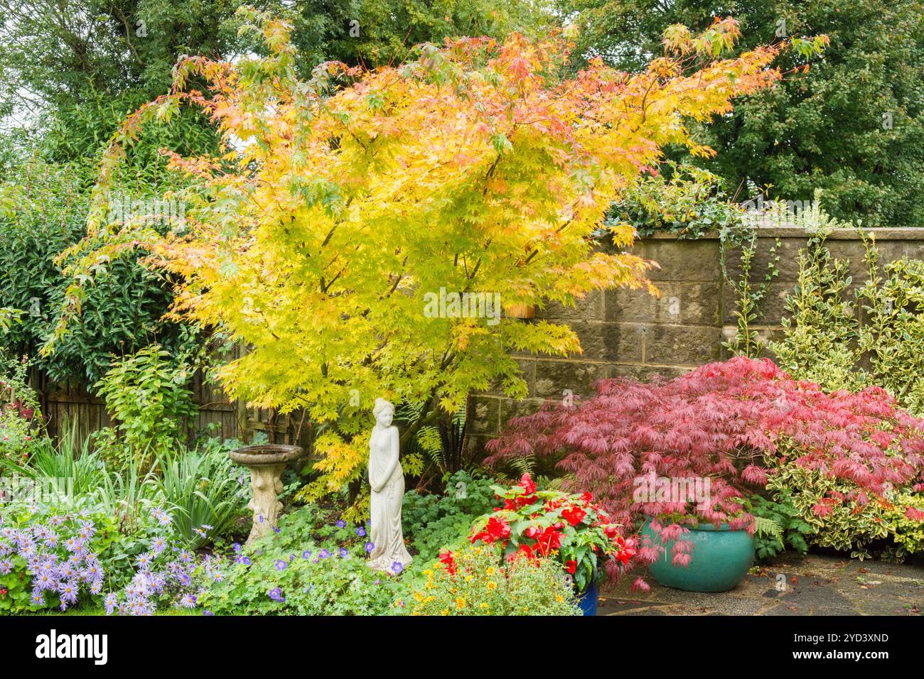 Acer palmatum 'Sango-kaku' in a border with Acer palmatum dissectum ...