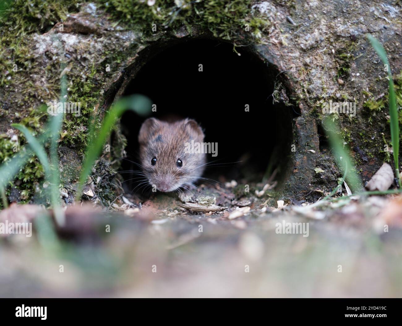 Vole tunnel hi-res stock photography and images - Alamy
