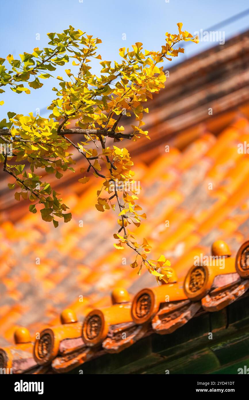 Ginkgo trees turn gold at the Forbidden City in Beijing, China, 22 ...