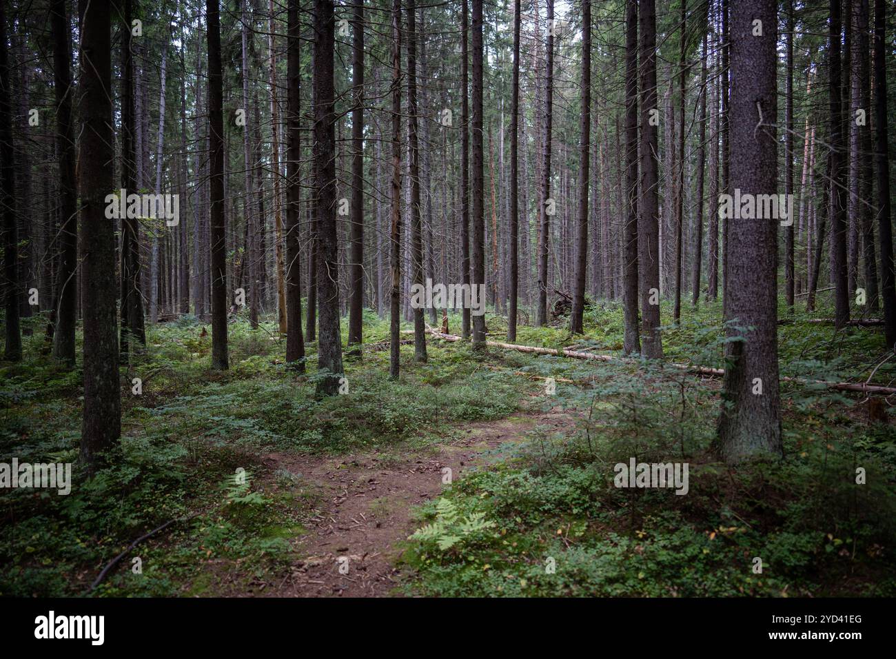 Misty day in dark coniferous forest, thicket among trees with clear sky ...