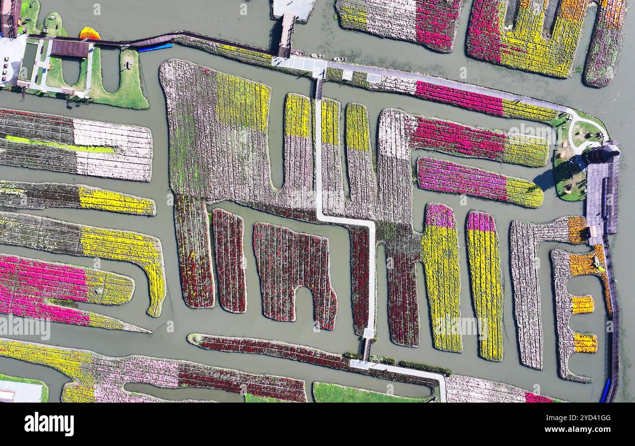 Aerial photo shows the blooming chrysanthemum flowers at Qianduo scenic ...