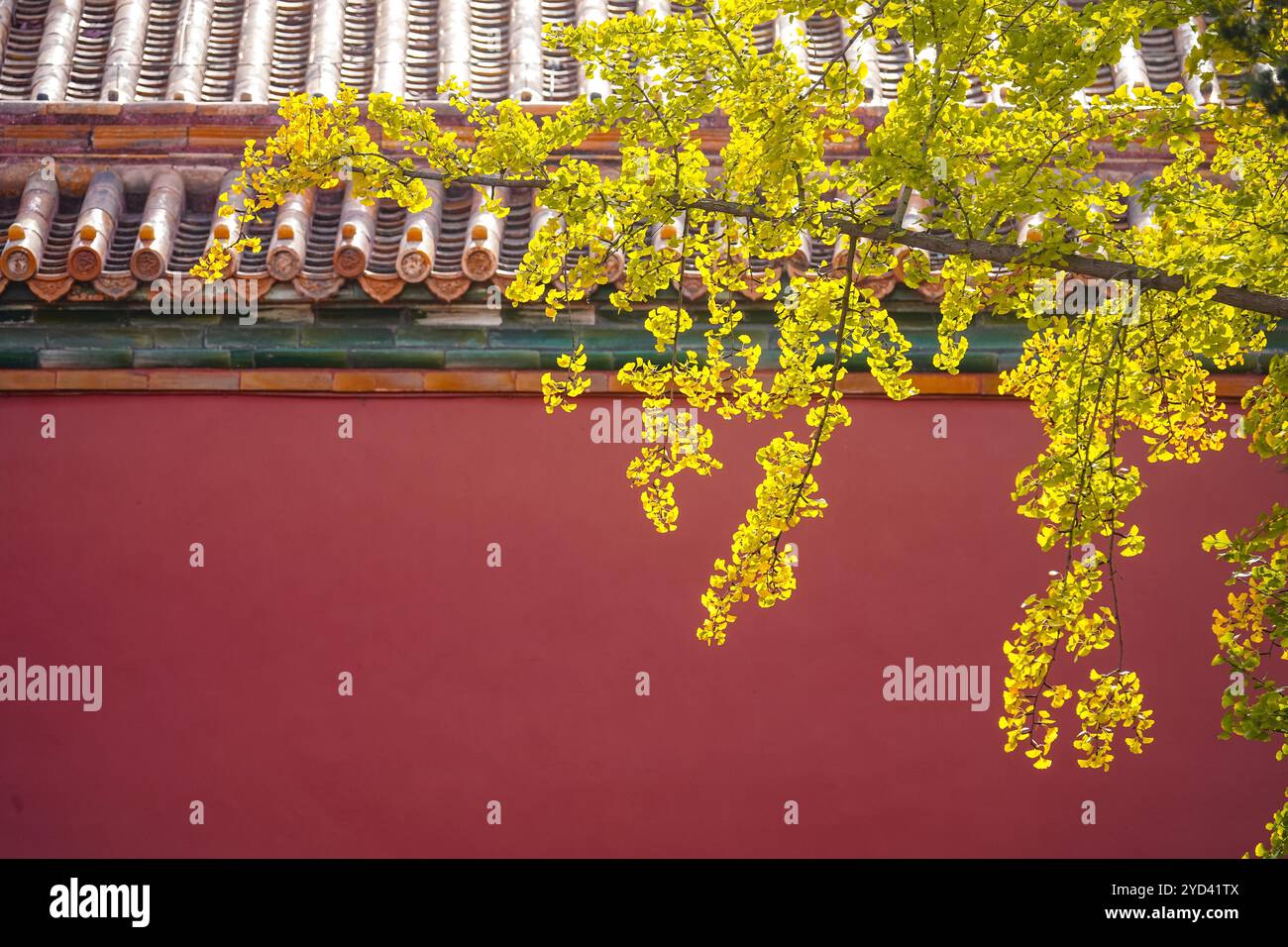 Ginkgo trees turn gold at the Forbidden City in Beijing, China, 22 ...