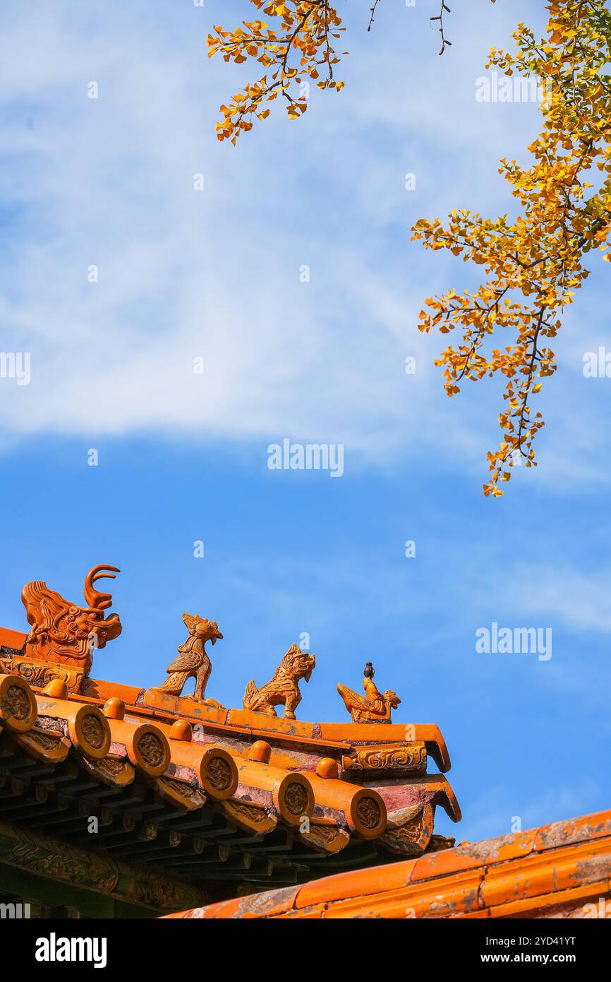Ginkgo trees turn gold at the Forbidden City in Beijing, China, 22 ...