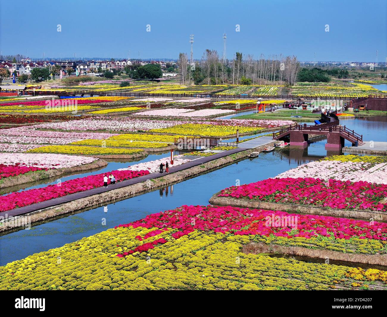 Aerial photo shows the blooming chrysanthemum flowers at Qianduo scenic ...