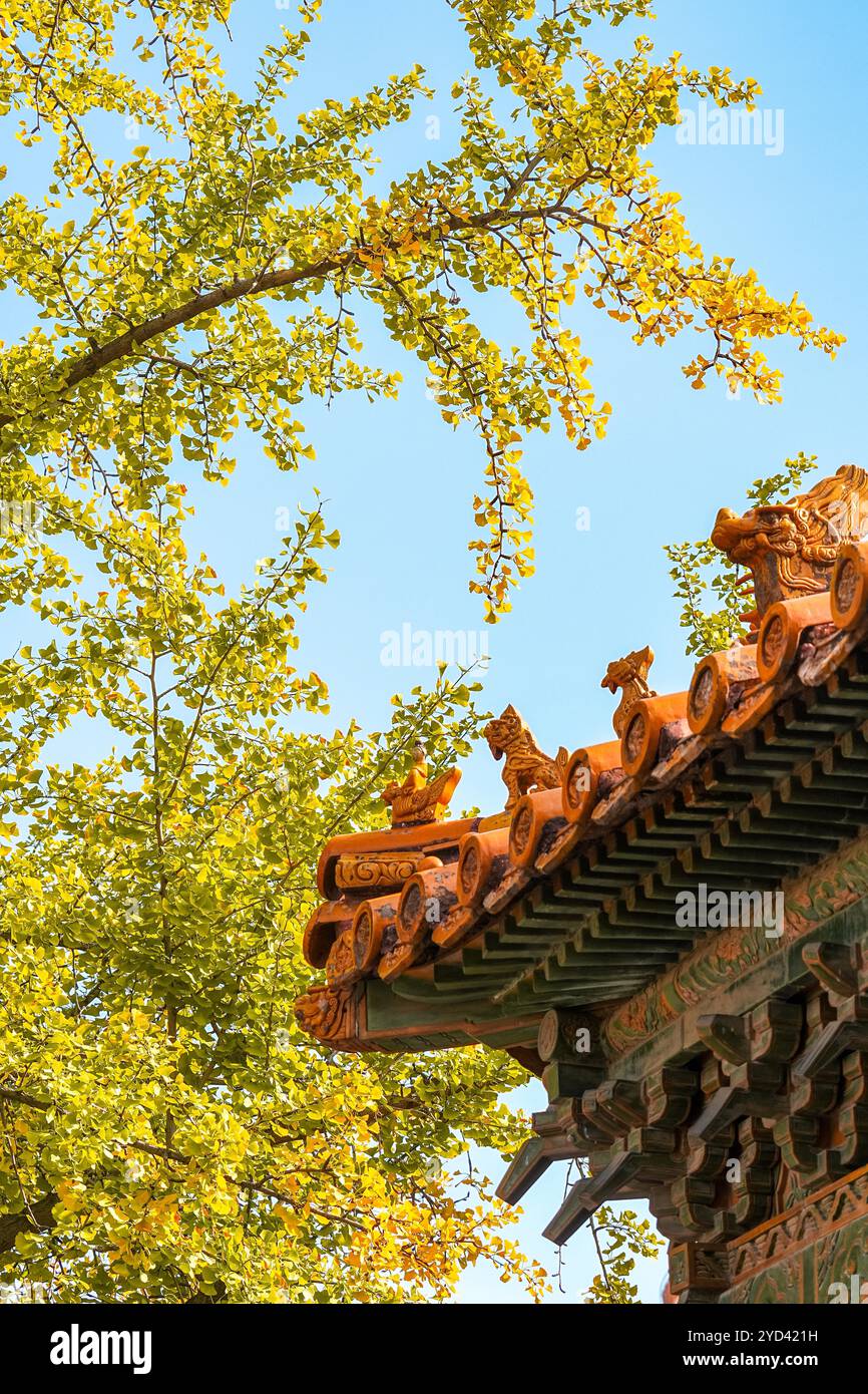 Ginkgo trees turn gold at the Forbidden City in Beijing, China, 22 ...