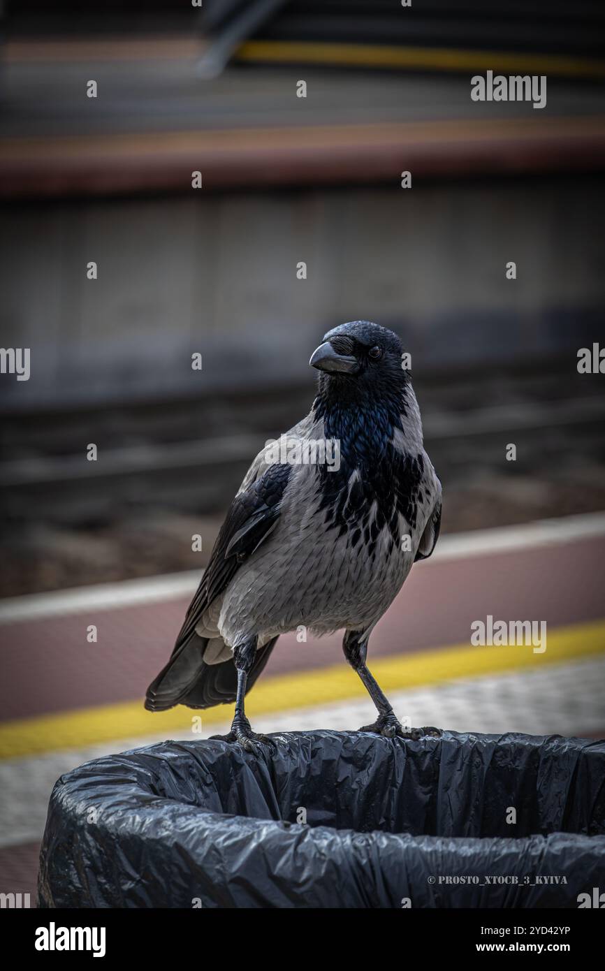 Crow with crown hi-res stock photography and images - Alamy