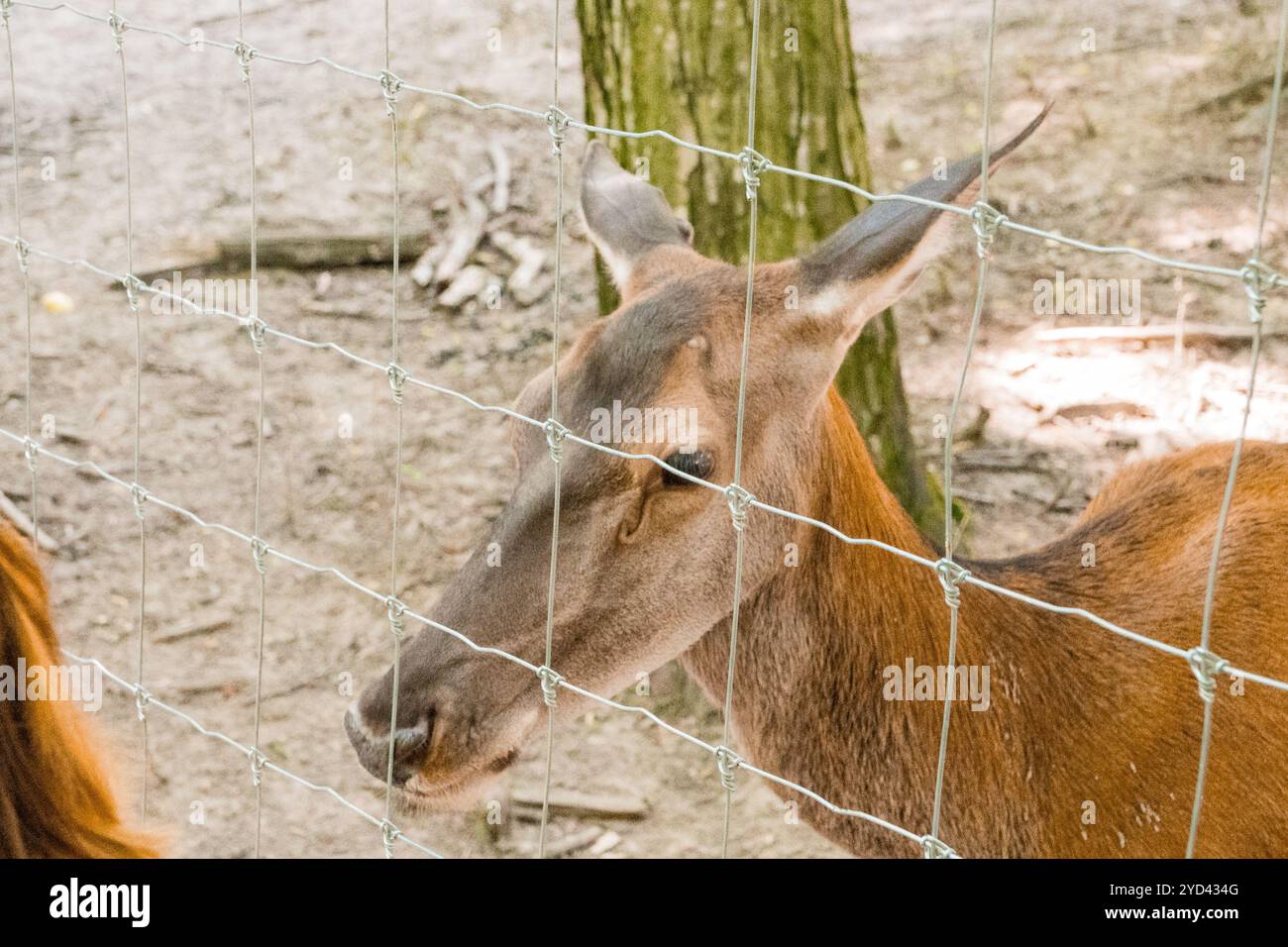 Closeup deer behind fence hi-res stock photography and images - Alamy