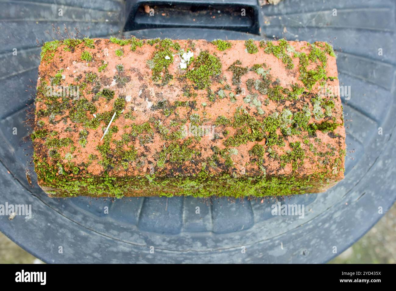 Brick with moss growing on it Stock Photo - Alamy