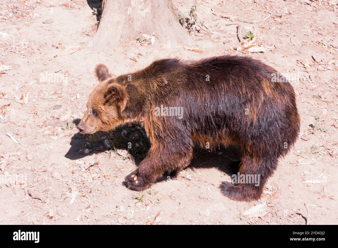 Majestic Grizzly Bear foraging in a sunlit forest clearing Stock Photo ...