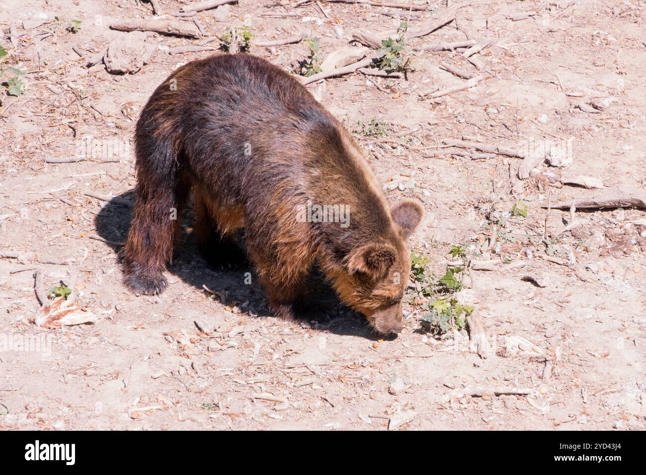 Brown Bear foraging in natural habitat Stock Photo - Alamy
