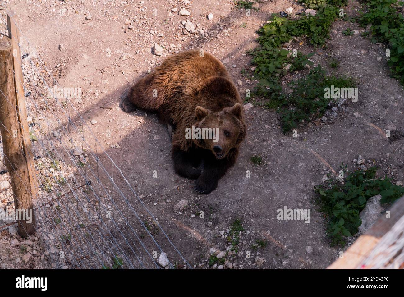 A Calm Grizzly Bear Relaxing in Its Natural Habitat Stock Photo - Alamy