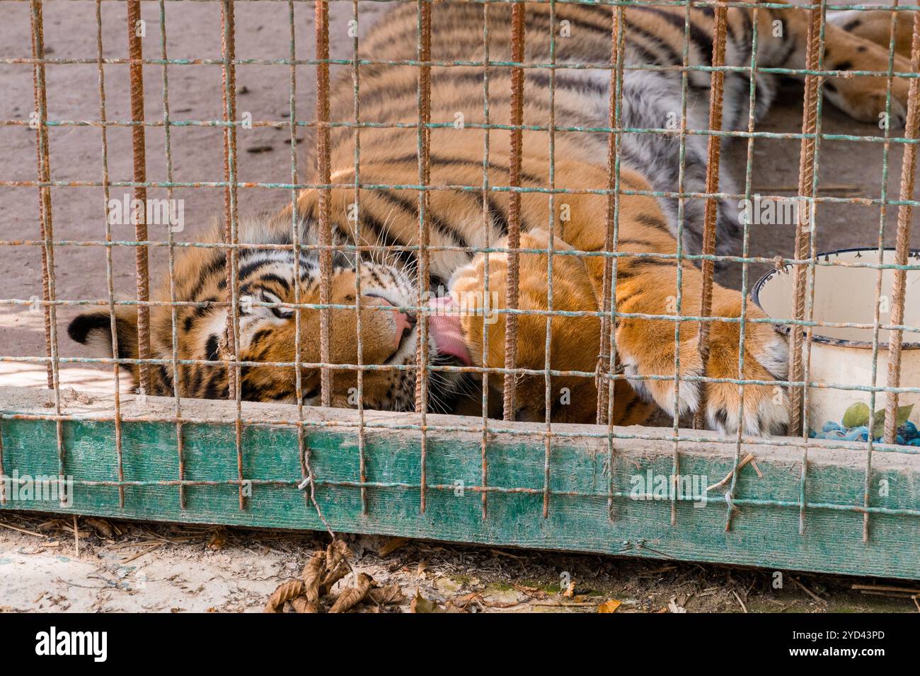 Tranquil Interaction Between Captive Tiger and Enclosure Barrier Stock ...