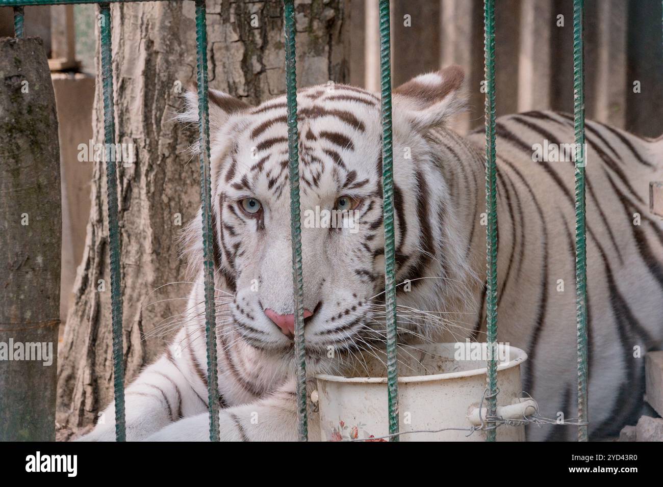 Majestic White Tiger Resting Behind Bars in a Zoo Enclosure Stock Photo ...
