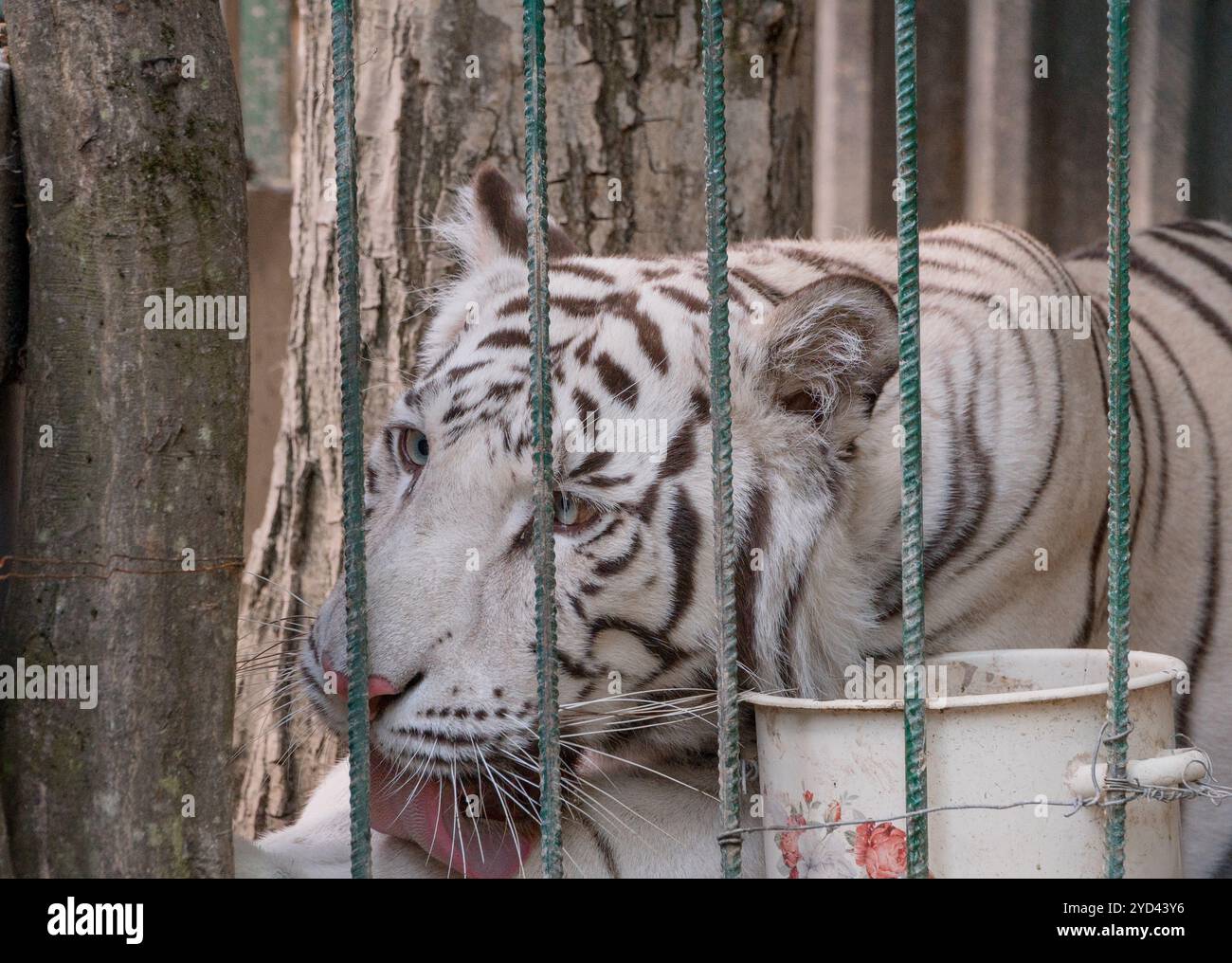 Majestic White Tiger Behind Bars in Its Enclosure Stock Photo - Alamy