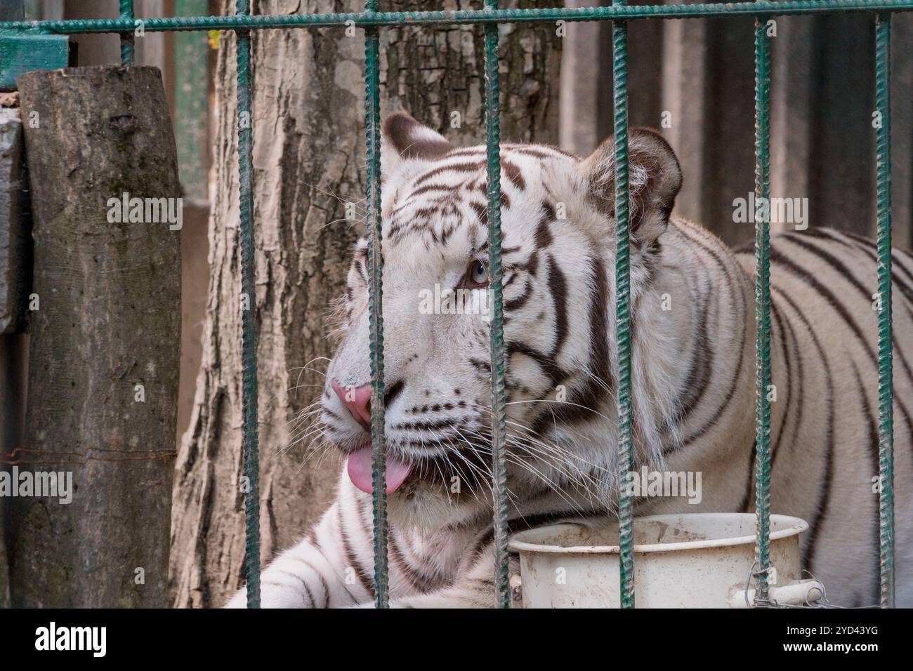 Majestic White Tiger Captured Behind Bars in a Captive Environment ...
