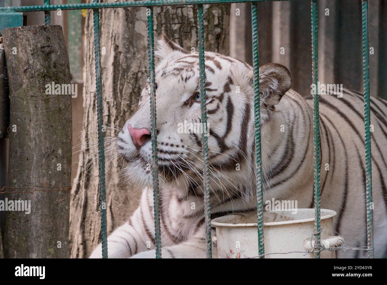 Majestic White Tiger Resting Behind Bars in a Sanctuary Stock Photo - Alamy