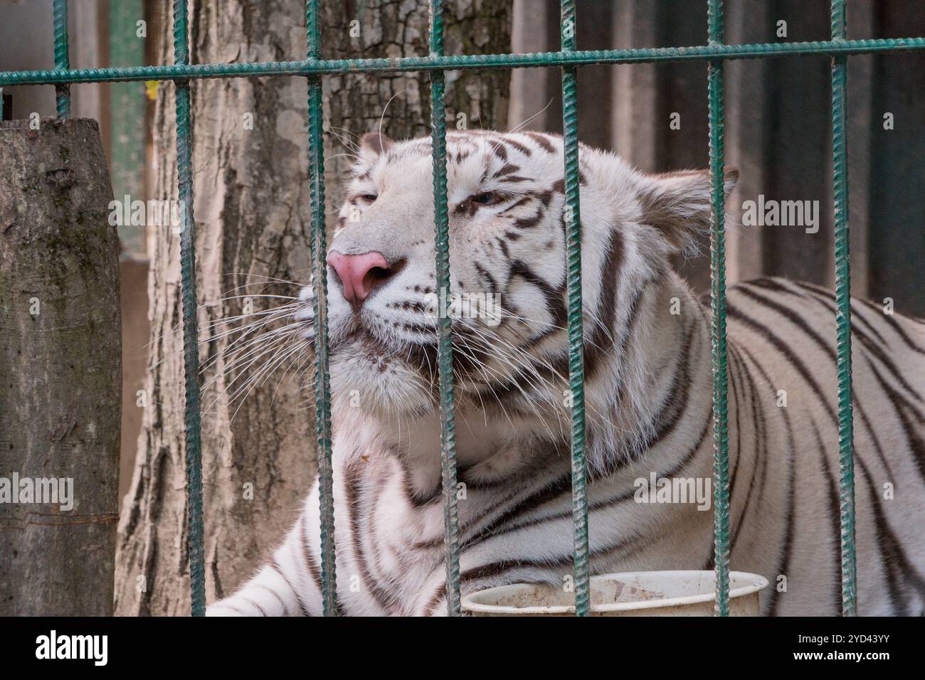 Tiger claws closeup hi-res stock photography and images - Alamy