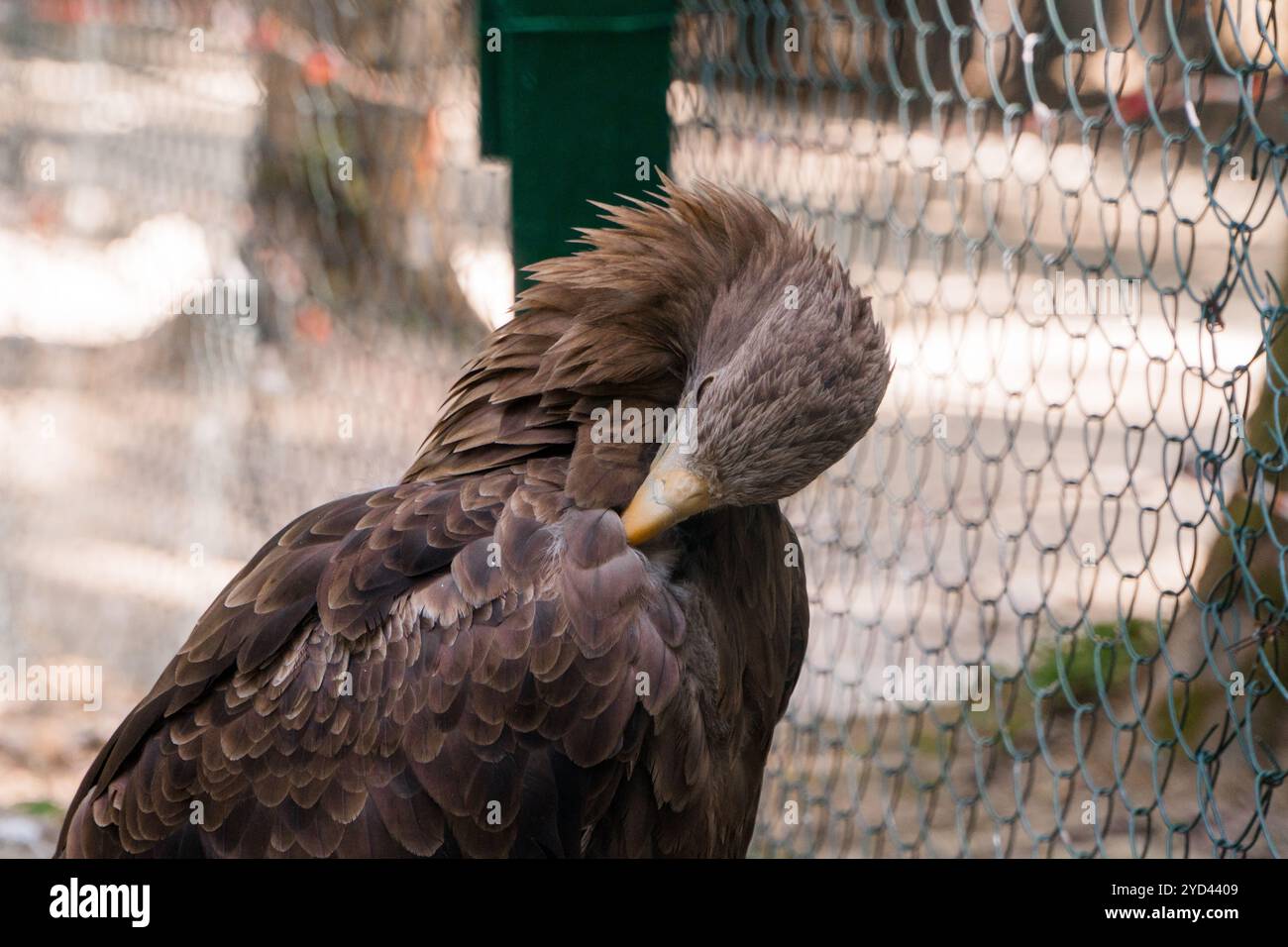 A Majestic Eagle Preening Its Feathers in a Captive Environment Stock Photo - Alamy