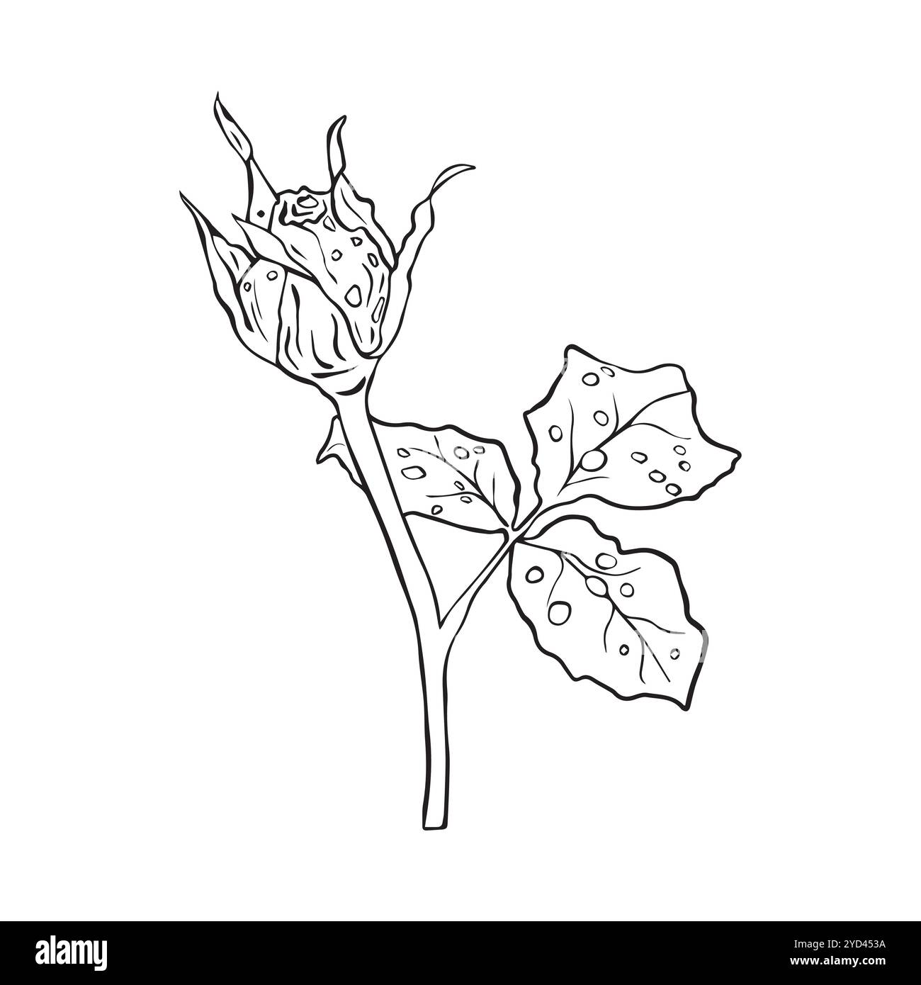 White rose drawing dew Black and White Stock Photos & Images - Alamy